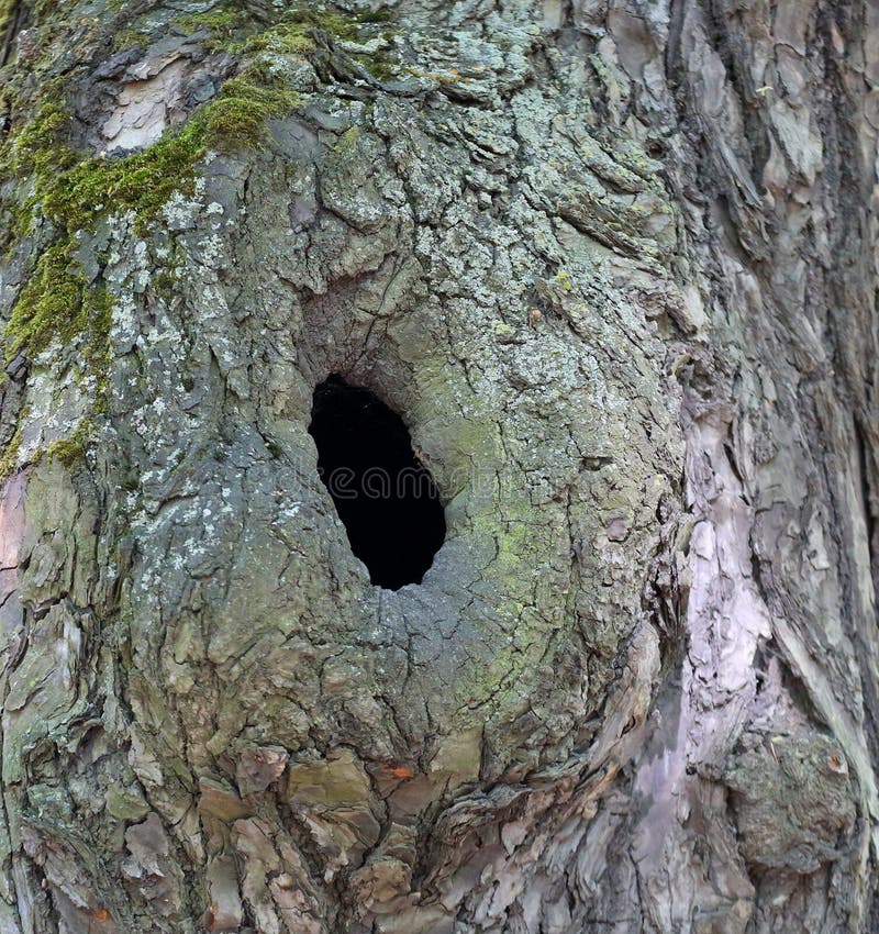 Hollow in the Trunk of an Old Tree Stock Image - Image of rough ...