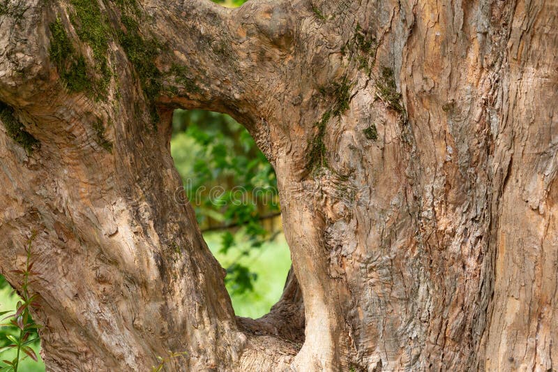 Hollow in the Trunk of an Old Tree. an Open Hollow through Which the ...