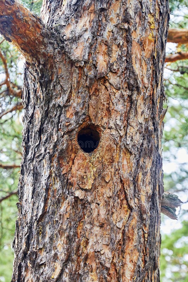 A Hollow in the Trunk of a Pine Tree Stock Image - Image of bird, hole ...