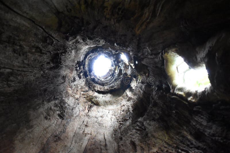 A hollow trunk of a tree stock photo. Image of infrastructure - 276632176