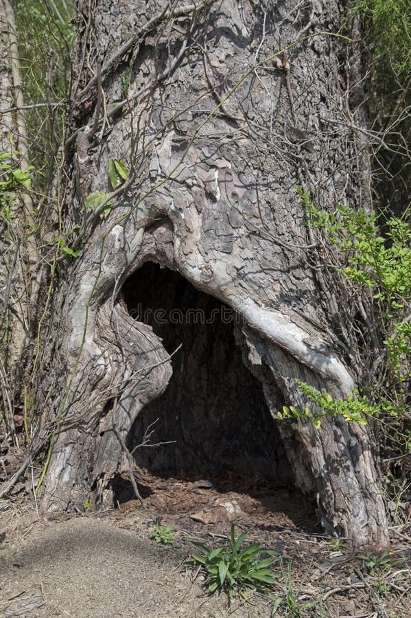 Hollowed Base of a Large Tree Stock Photo - Image of foliage, moss ...