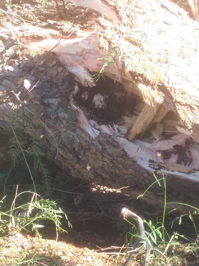 Hollowed out. stock image. Image of hollowed, 4000, hole - 130918721