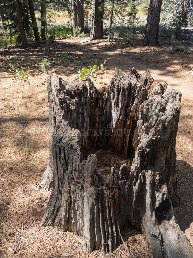 A Hollowed out Fallen Tree stock image. Image of deadtree - 147780327