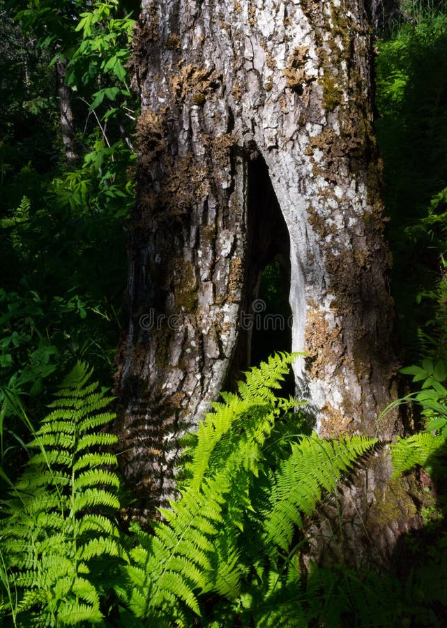 Hollowed out tree trunk stock image. Image of bark, branch - 73699123