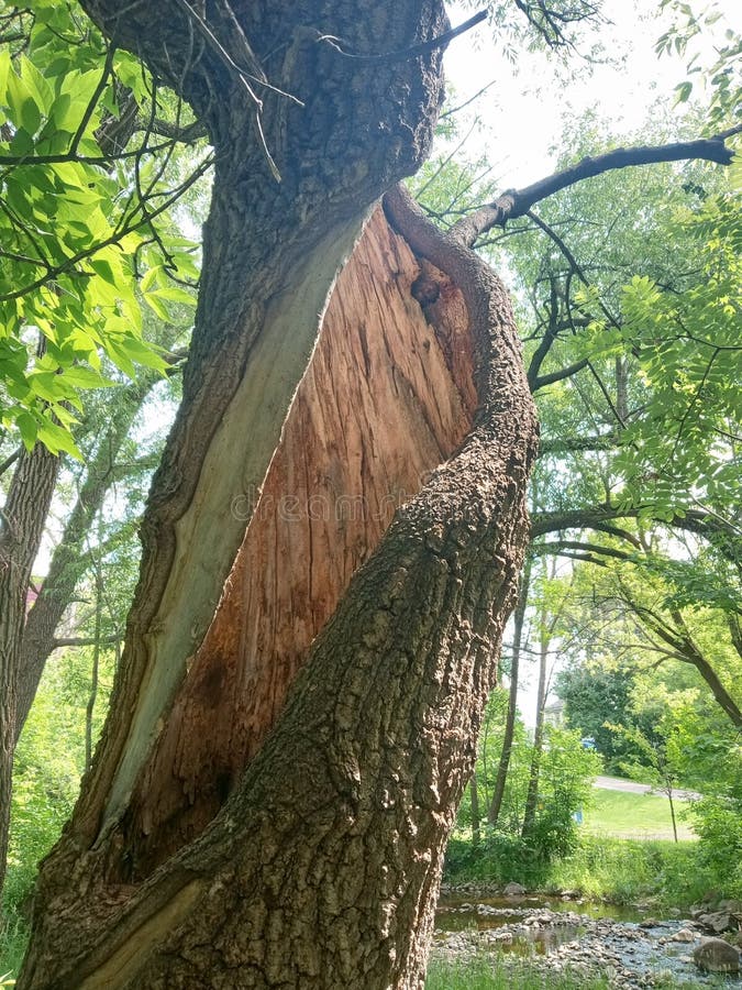 The Hollowed-out Trunk of a Still Living Tree Stock Image - Image of ...