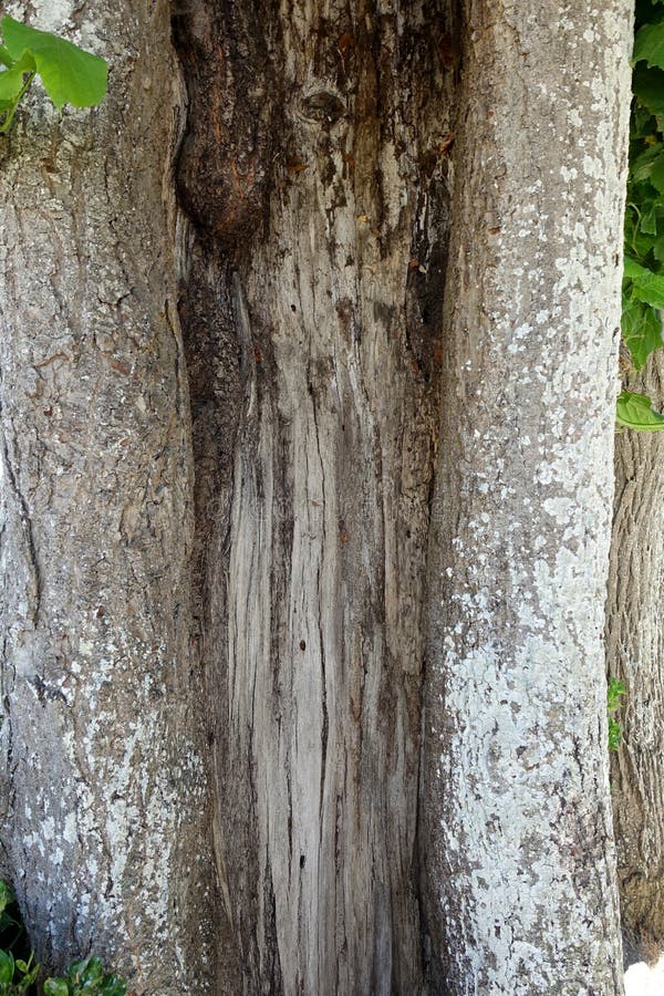Hollowed-out, Weathered Tree Trunk Stock Image - Image of european ...