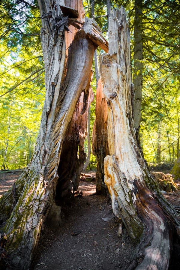 511 Desiccated Tree Stock Photos - Free & Royalty-Free Stock Photos ...
