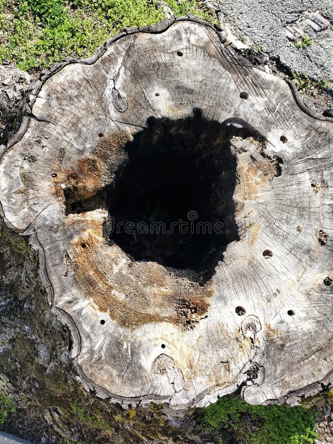 Hollowed out tree trunk stock image. Image of bark, branch - 73699123