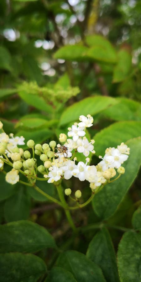 Hollunder Fly Strikes Back. Stock Image - Image of hollunder, back ...