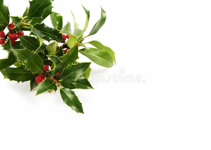 Perfect Sprig of Holly stock image. Image of fresh, green - 16181481