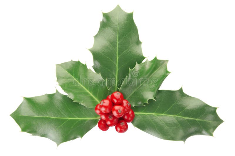 Holly Isolated on White stock photo. Image of card, isolated - 7304096
