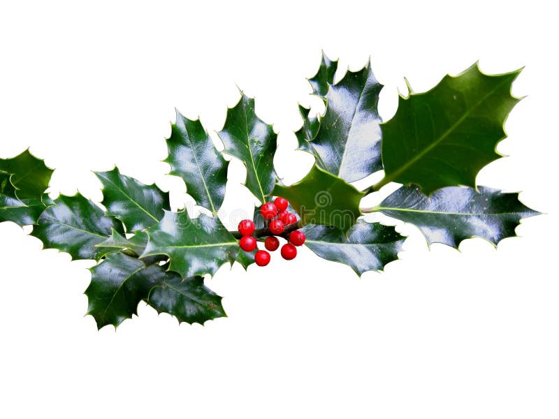 Holly bough stock image. Image of bough, isolated, fruit - 35099029