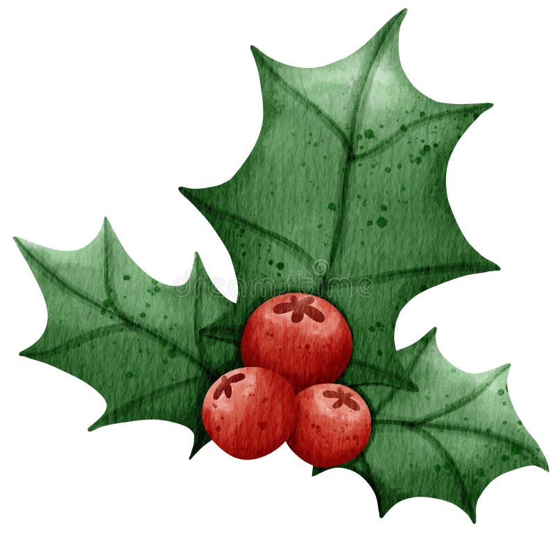 Cute Winter Christmas Holly Berries and Leaves in Watercolor Style and ...