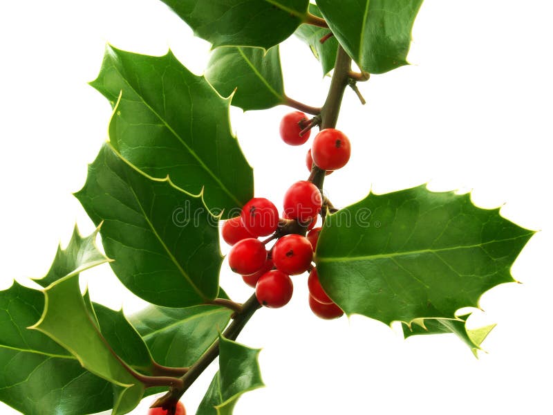Holly stock photo. Image of berries, evergreen, holly, glossy - 346874