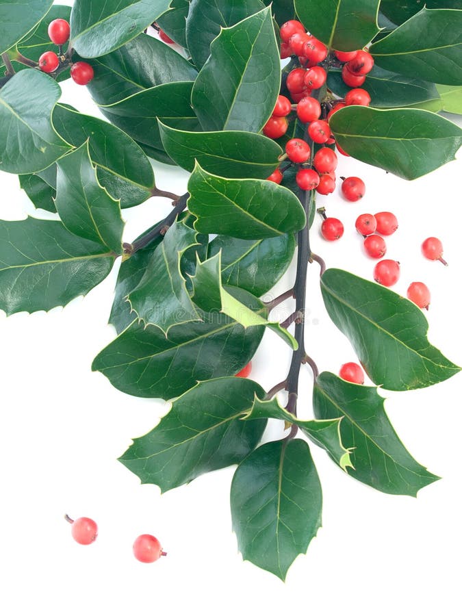 Holly stock photo. Image of holly, xmas, nature, christmas - 6744968