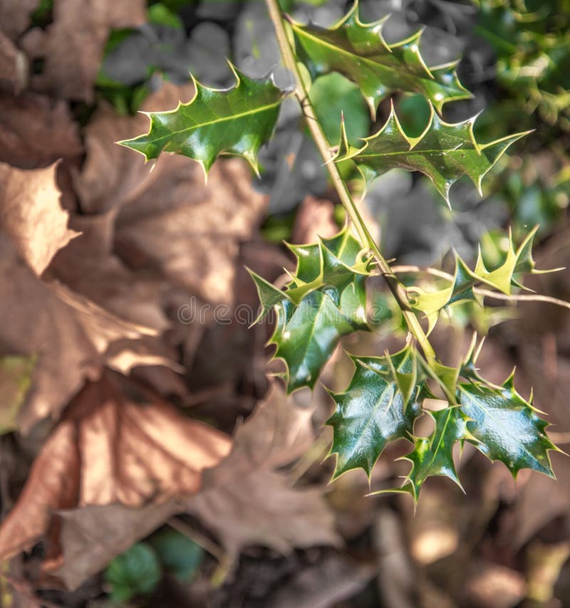 Holly and Autumn Leaves in the Fall Stock Image - Image of colors ...