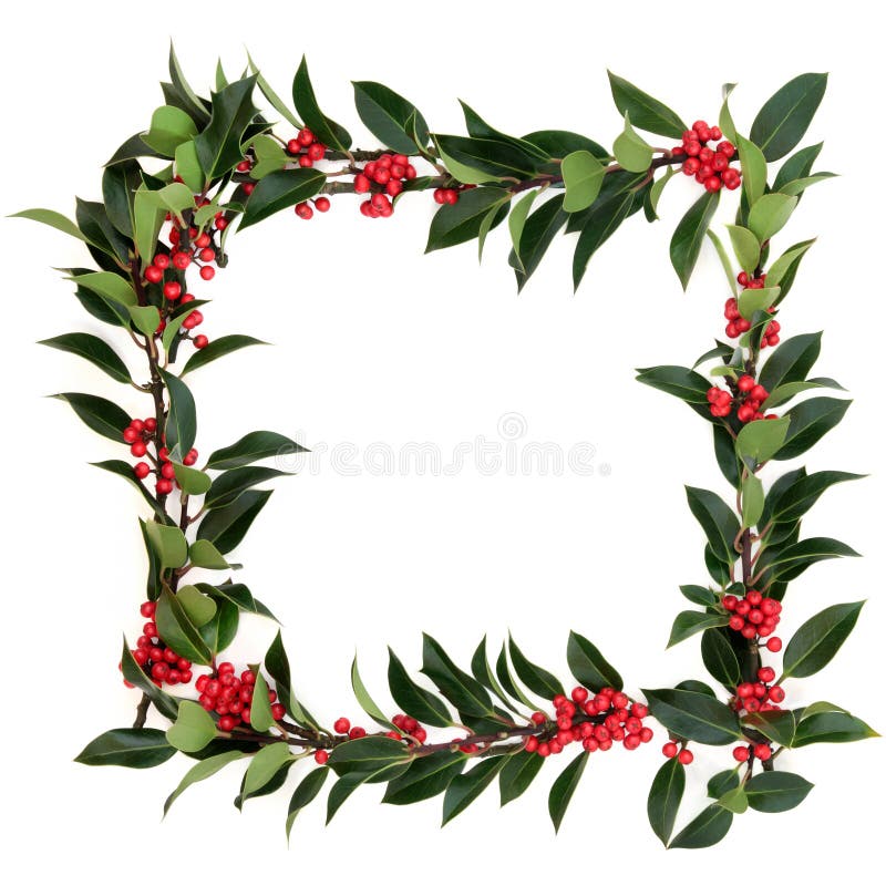 Holly Berry Border stock photo. Image of greenery, square - 42573536