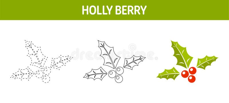 Holly Berry Tracing and Coloring Worksheet for Kids Stock Vector ...
