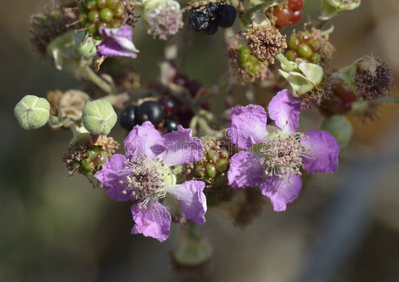 Rubus Sanctus, the Burning Bush in, Sinai, Egypt. Stock Image - Image ...