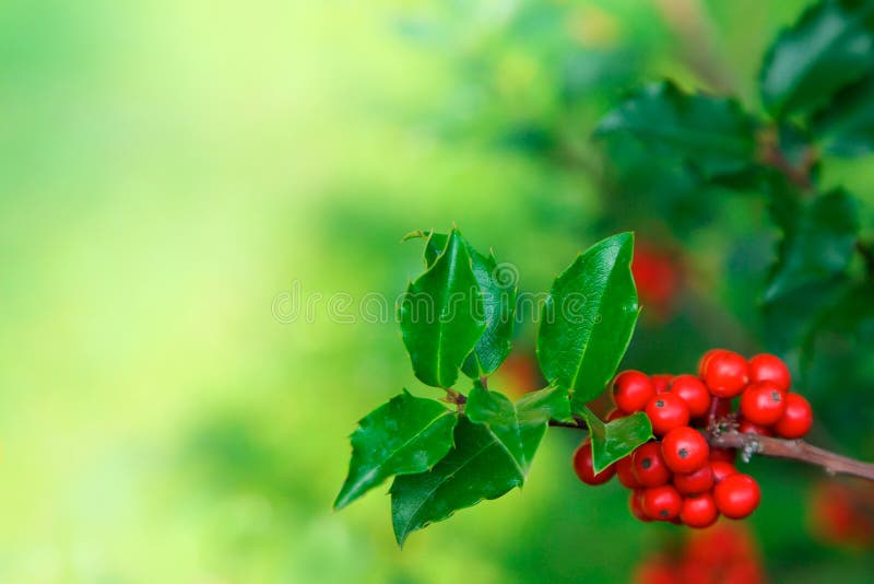 Holly Branch stock photo. Image of nature, ilex, needles - 6632000