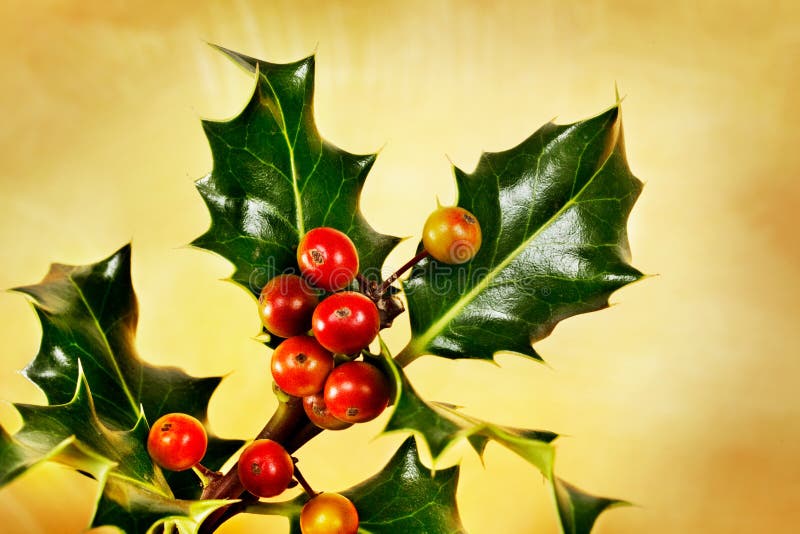 Holly branch stock photo. Image of christmas, decoration - 21366604