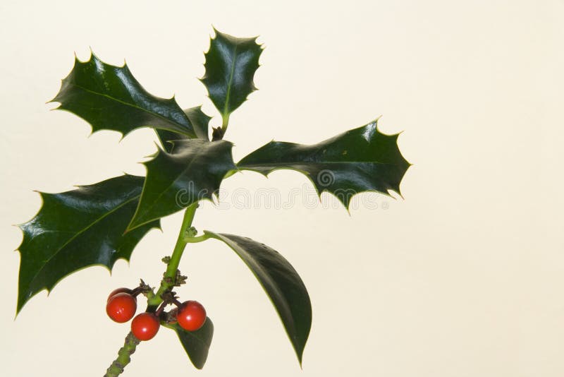 Holly branch II stock photo. Image of berries, garden - 1542358