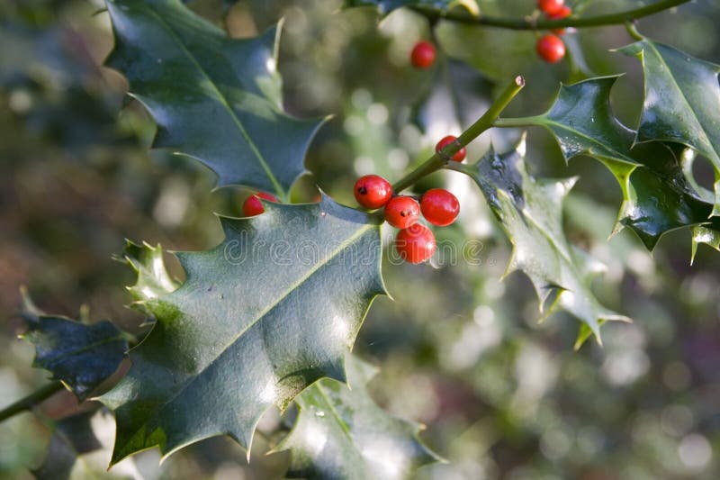Holly Bush Hedge with Berries Stock Image - Image of foliage, nature ...
