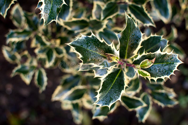 3,582 Holly Bush Photos - Free & Royalty-Free Stock Photos from Dreamstime