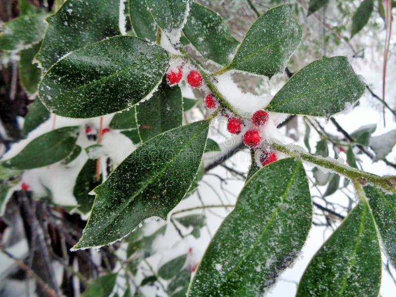 Holly Bush & X28; Ilex Aquifolium& X29; Met Bessen in Sneeuw Stock Foto ...