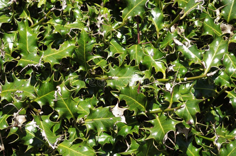 Holly Bush Leaves Texture Background Stock Image - Image of green ...
