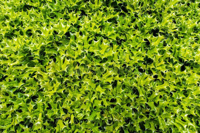 Holly Bush Leaves Texture stock image. Image of backdrop - 74067507