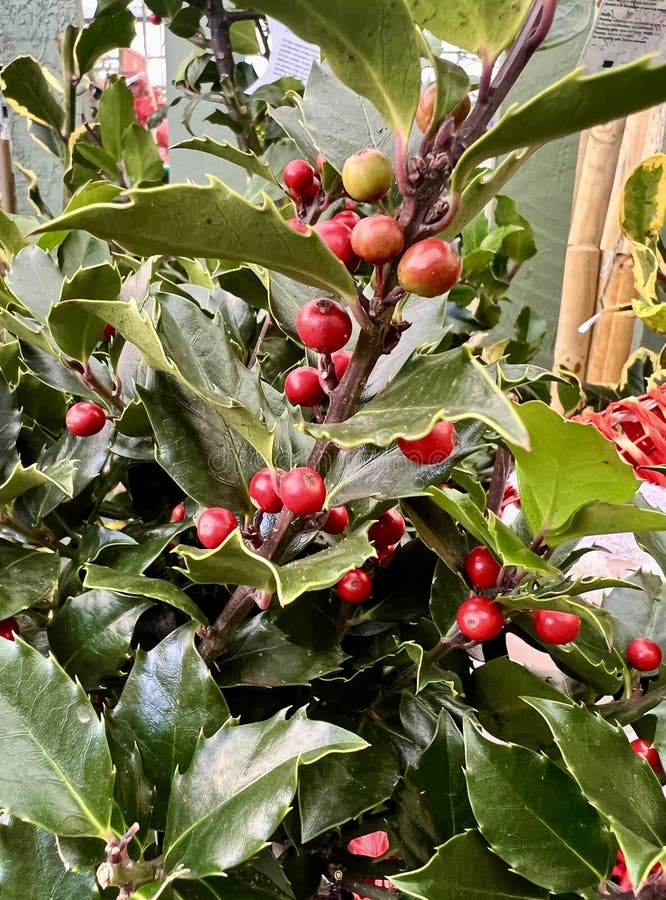 Holly stock photo. Image of sprig, berries, seasonal - 296673740
