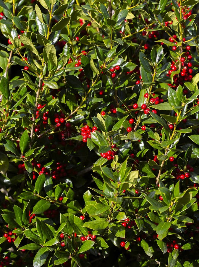 Holly Bush Hedge With Berries Stock Image - Image of foliage, nature ...