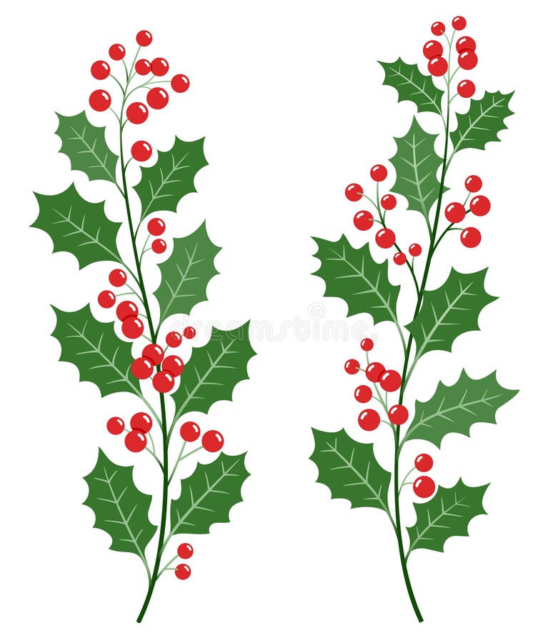 Holly Christmas Berries Cherry Branch Vector Color Illustration Stock ...