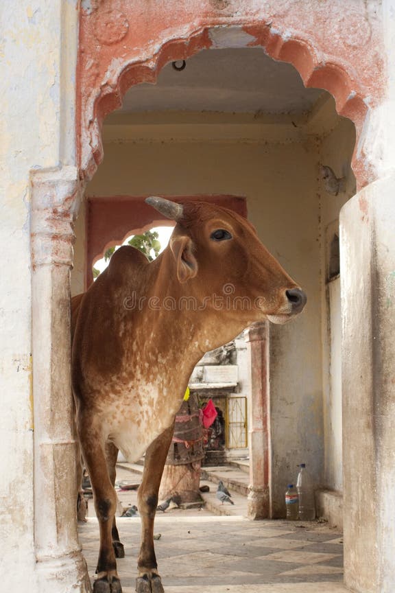 Holly Cow stock image. Image of pink, religion, india - 21944123