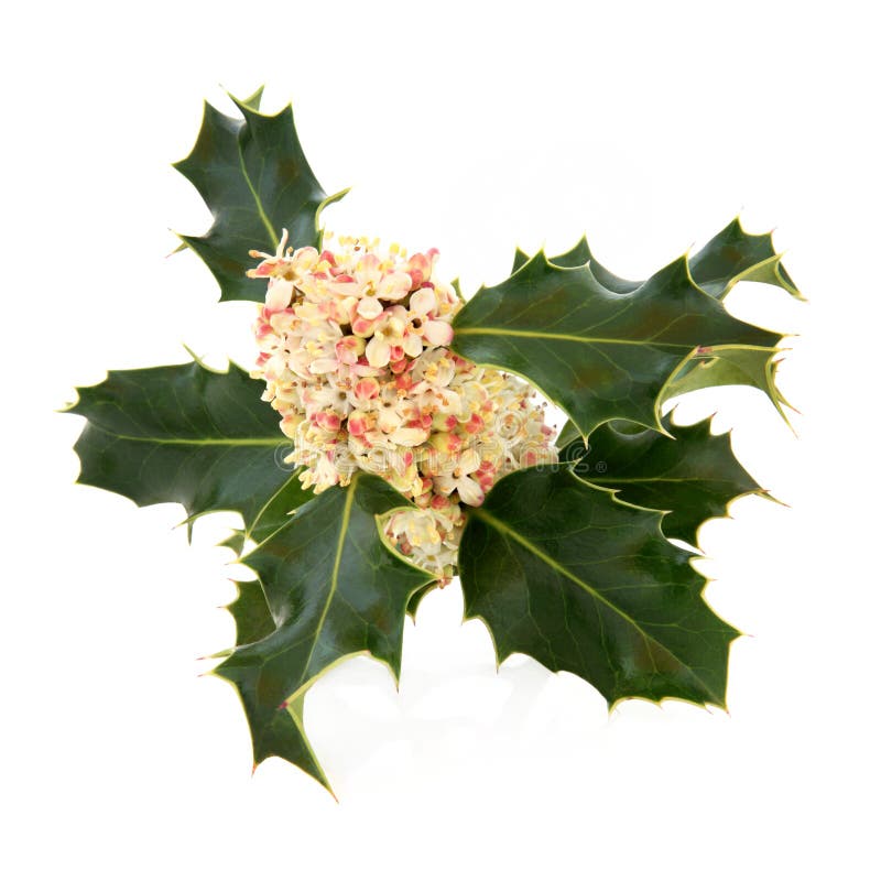 Holly Flower stock image. Image of white, european, evergreen - 26937997