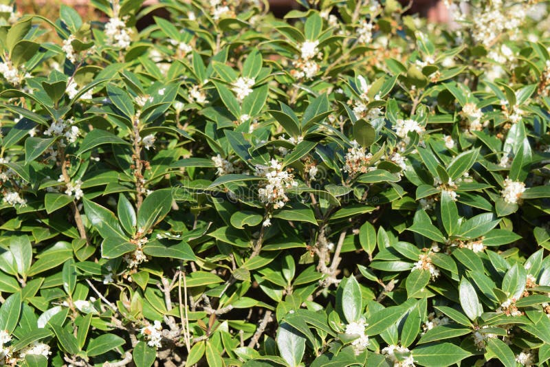 Holly flowers stock photo. Image of fresh, foliage, outdoor - 134153698