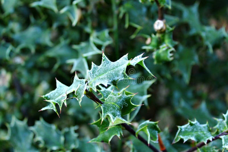 Frost on Holly Hedge stock photo. Image of festive, christmas - 22838572