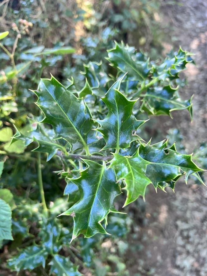 Holly stock photo. Image of spike, wild, nature, bush - 289264240