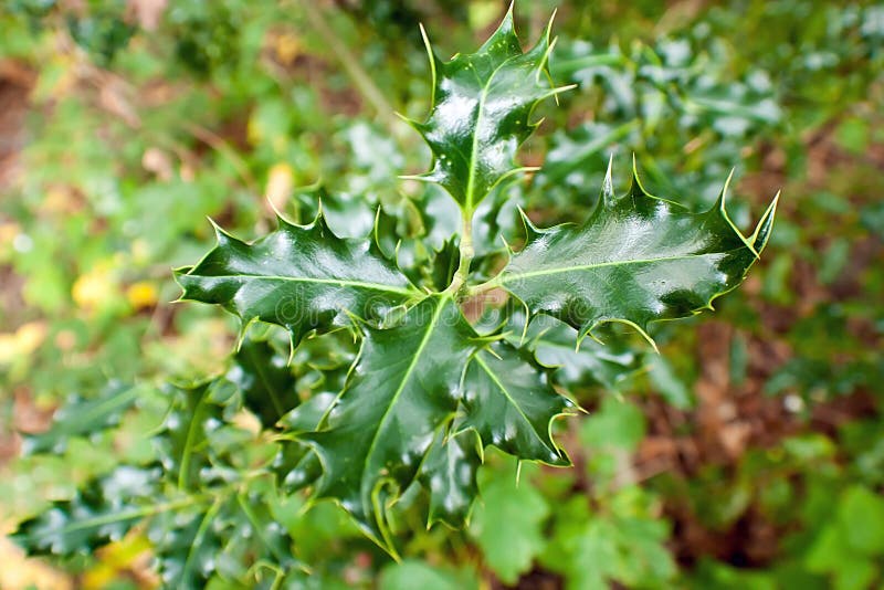Wild holly grows on a tree stock image. Image of leaves - 46970775