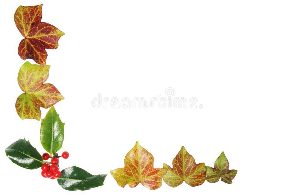 Holly and ivy corner frame stock image. Image of isolated - 7001207