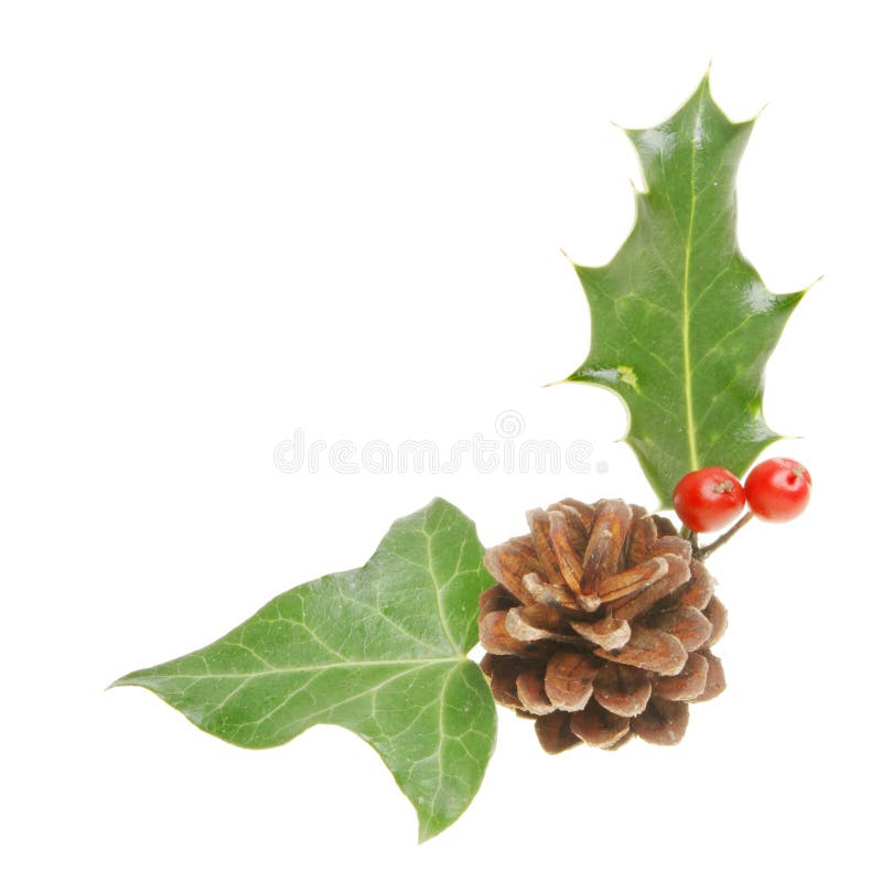 Holly ivy and pine cone stock image. Image of pine, festive - 16501675