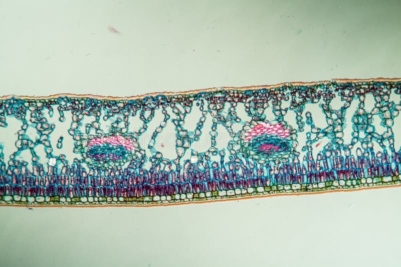 Xerophyte Cross Section