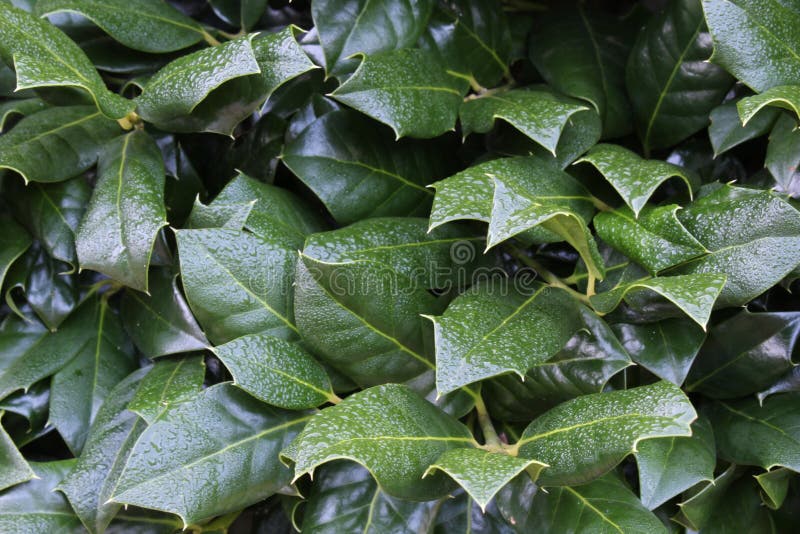 Holly Leaves Texture with Dew Stock Image - Image of shrub, decorative ...