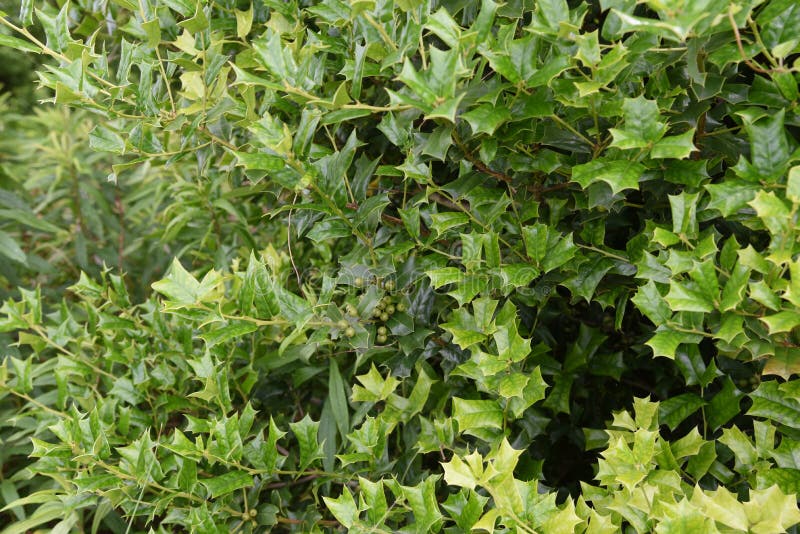 Holly tree stock photo. Image of leaf, leaves, common - 150854382