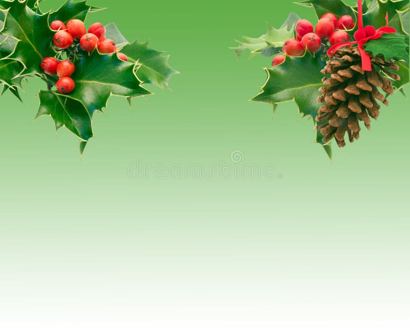 Holly and Pine stock image. Image of season, festive - 62900031