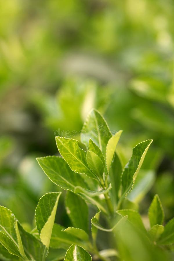 Holly Plant Closeup Outdoors in Spring Stock Photo - Image of vitality ...