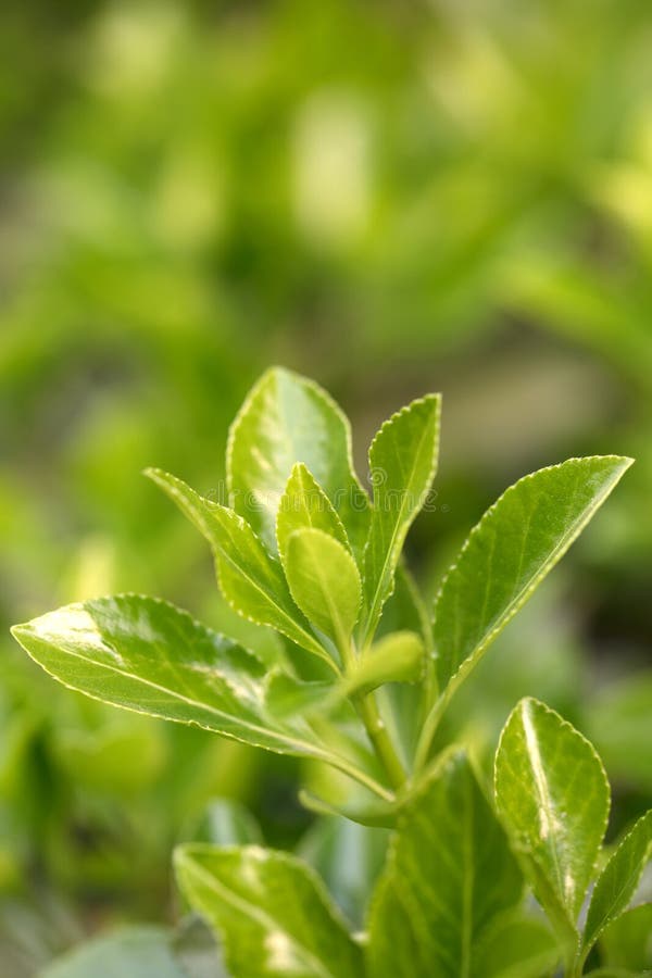 Holly Plant Closeup Outdoors in Spring Stock Photo - Image of plant ...