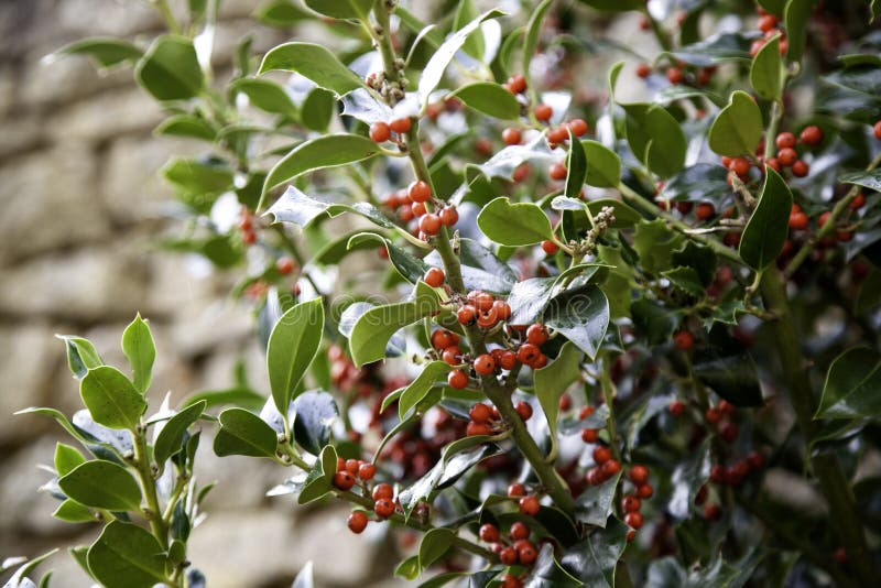 Holly plant stock photo. Image of bush, botanical, celebrate - 174883190
