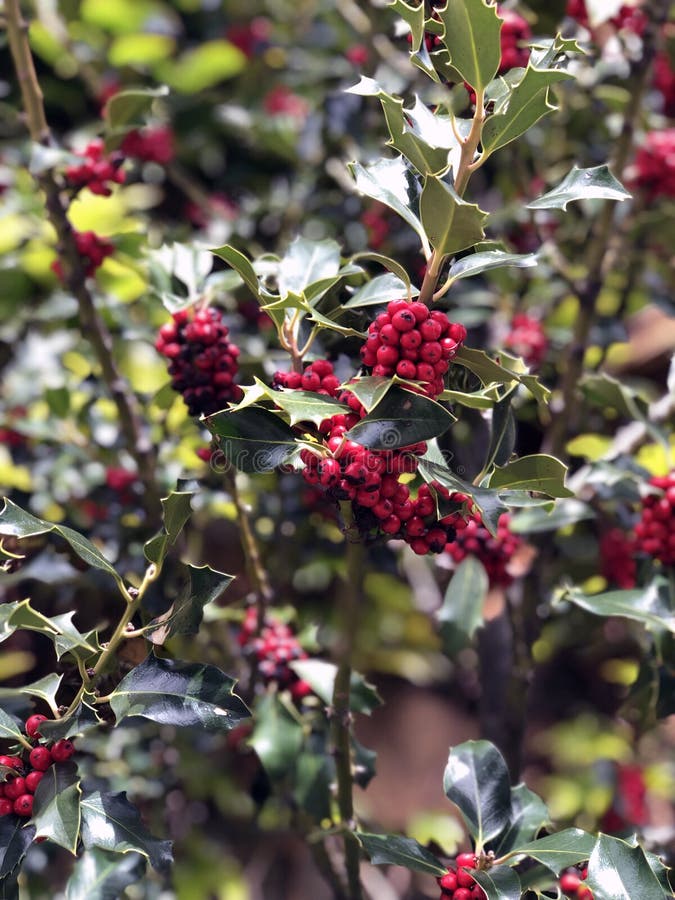 Holly Plant with Red Berries Stock Image - Image of branch, botanical ...